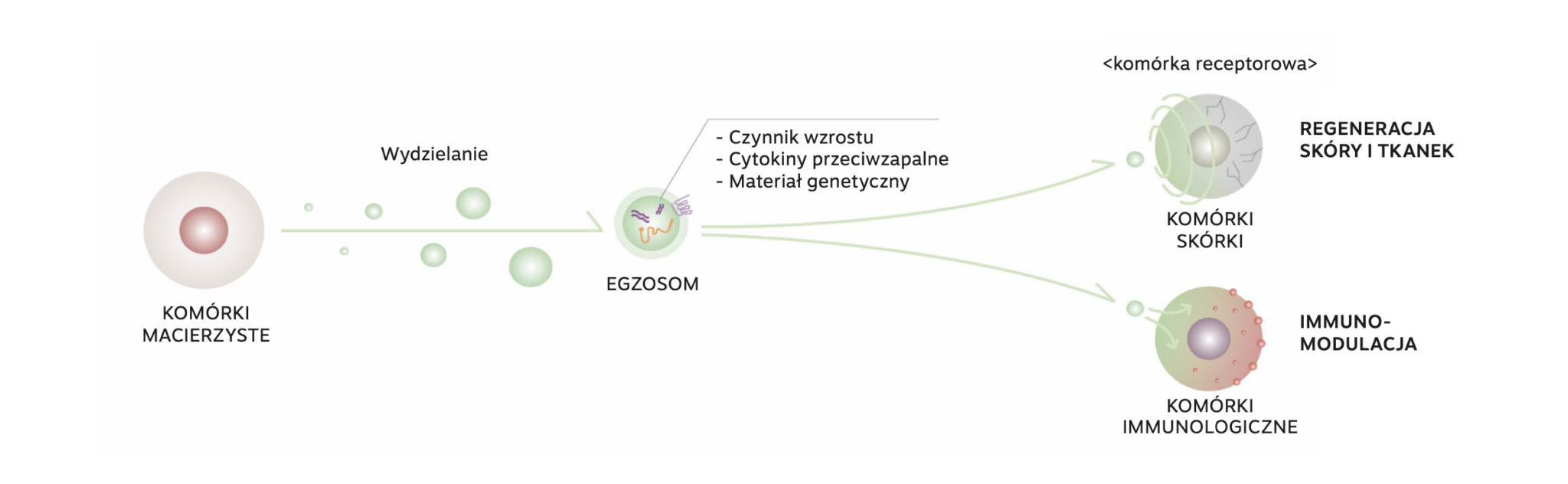 Egzosomy ASCE - Dr Wiśniowski